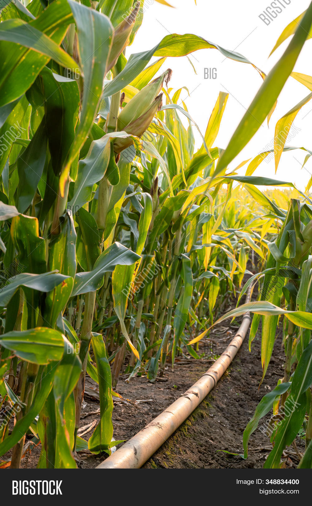 Corn Pods On Corn Image & Photo (Free Trial) | Bigstock