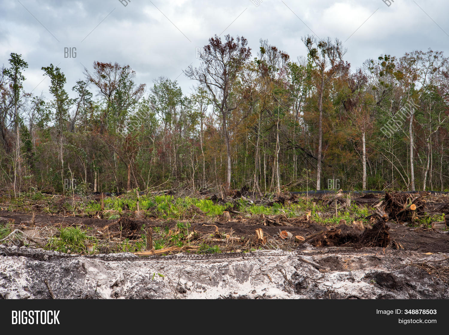 Deforestation Land Image & Photo (Free Trial) | Bigstock
