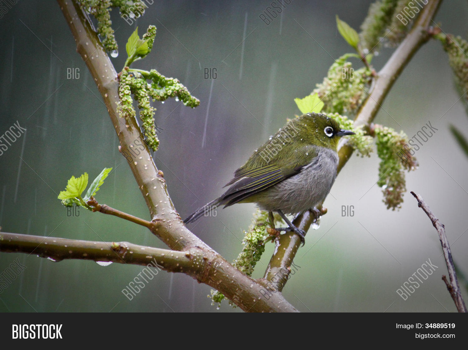 Little Bird Hiding Image & Photo (Free Trial) | Bigstock