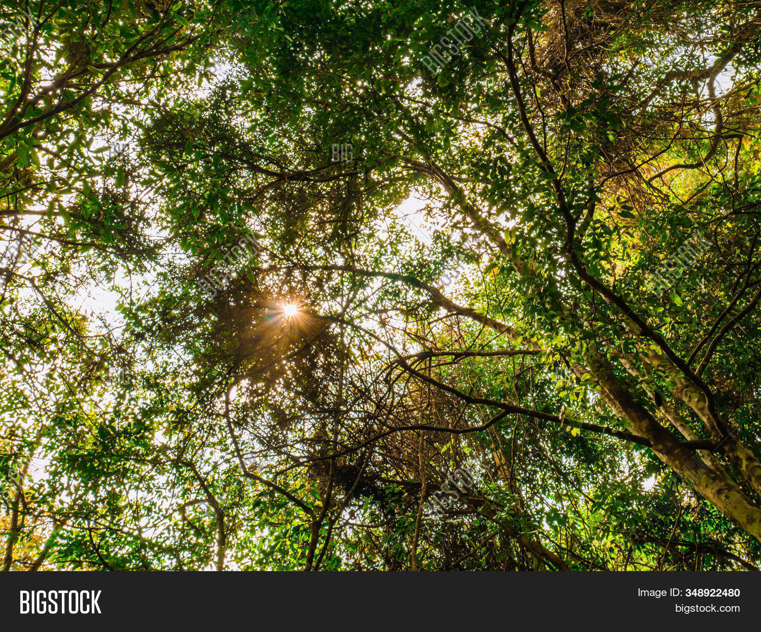 Worm Eye View Sunlight Image & Photo (Free Trial) | Bigstock