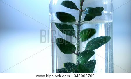 Plant Extract Image & Photo (Free Trial) | Bigstock