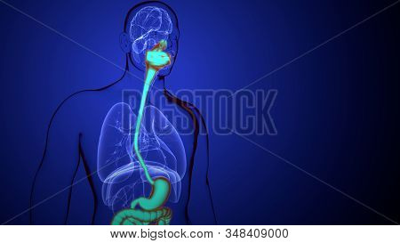 3d Rendered Anatomy Image & Photo (Free Trial) | Bigstock