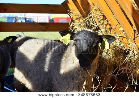 Imagen y foto Sheeps Enclosure (prueba gratis) | Bigstock
