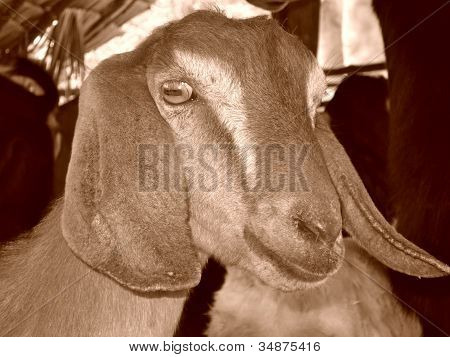 Floppy Ear Goat Image & Photo (Free Trial) | Bigstock
