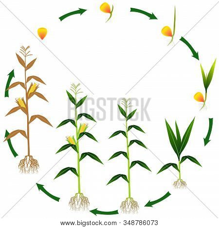 Life Cycle Corn Plant Vector & Photo (Free Trial) | Bigstock