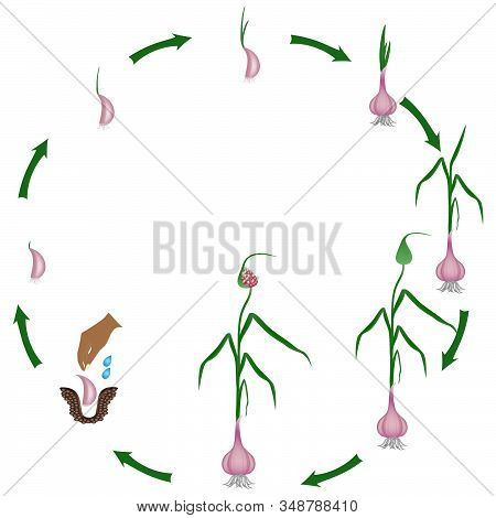 Life Cycle Garlic Vector & Photo (Free Trial) | Bigstock