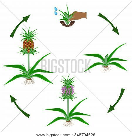 Life Cycle Pineapple Vector & Photo (Free Trial) | Bigstock