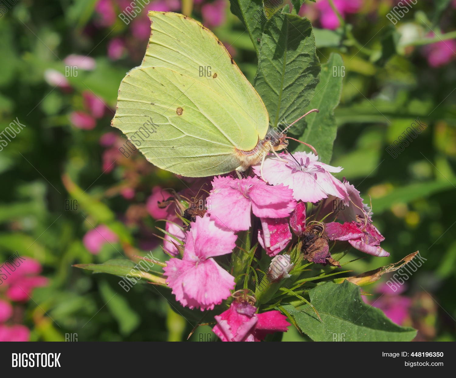 Butterfly Yellow Wings Image & Photo (Free Trial) | Bigstock