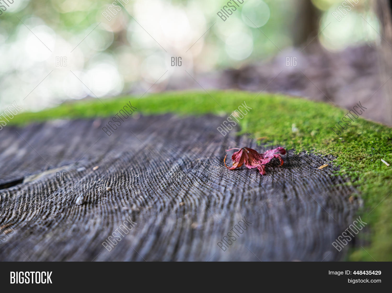Single Red Leaf On Image & Photo (Free Trial) | Bigstock