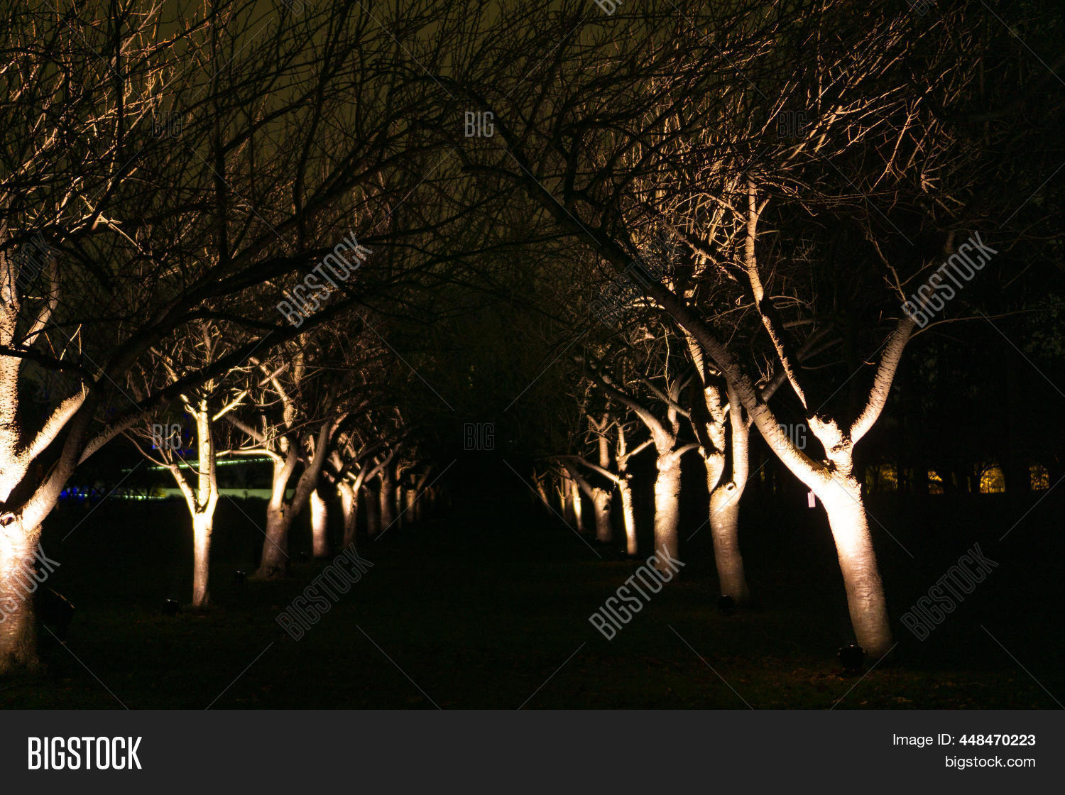 Creepy Trees At Night