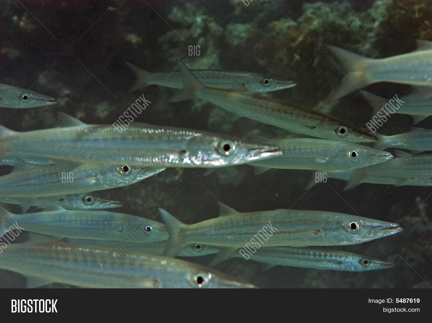 Yellow Tail Barracuda Image & Photo (Free Trial) | Bigstock