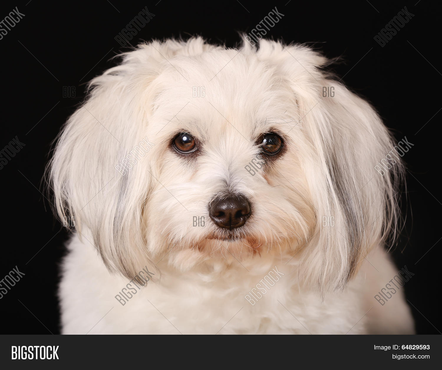 Coton De Tulear Dog Image & Photo (Free Trial) | Bigstock
