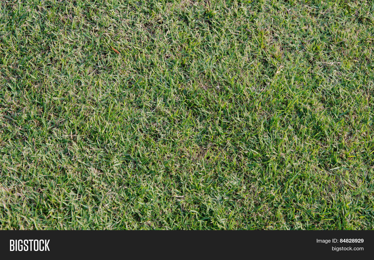 Green Grass Floor Image & Photo (Free Trial) | Bigstock