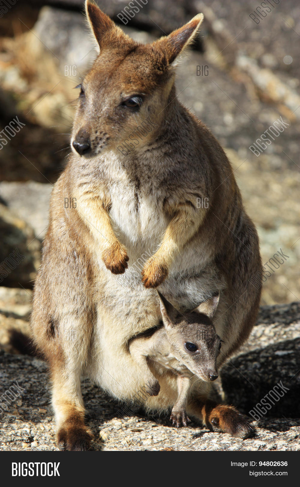 Mareeba Rock Wallabies Image & Photo (Free Trial) | Bigstock