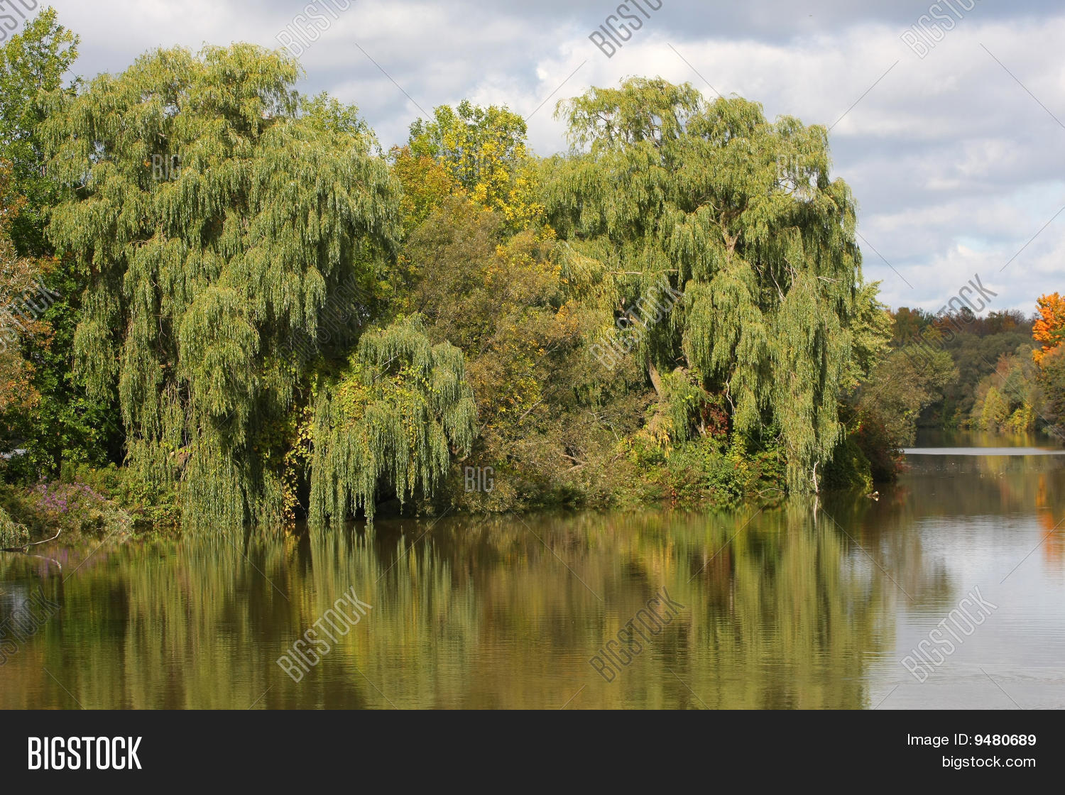 Willow Tree Image & Photo (Free Trial) | Bigstock
