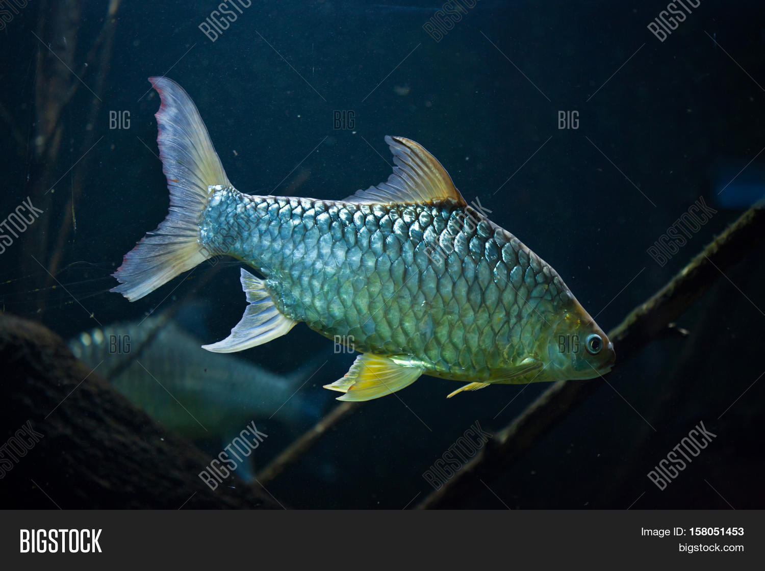 Java Barb (Barbonymus Image & Photo (Free Trial) | Bigstock