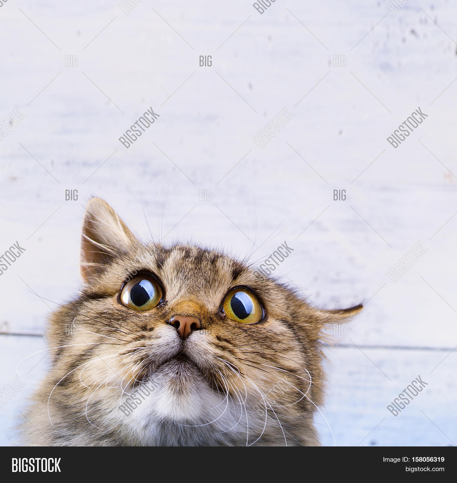 Frightened Surprised Image & Photo (Free Trial) | Bigstock