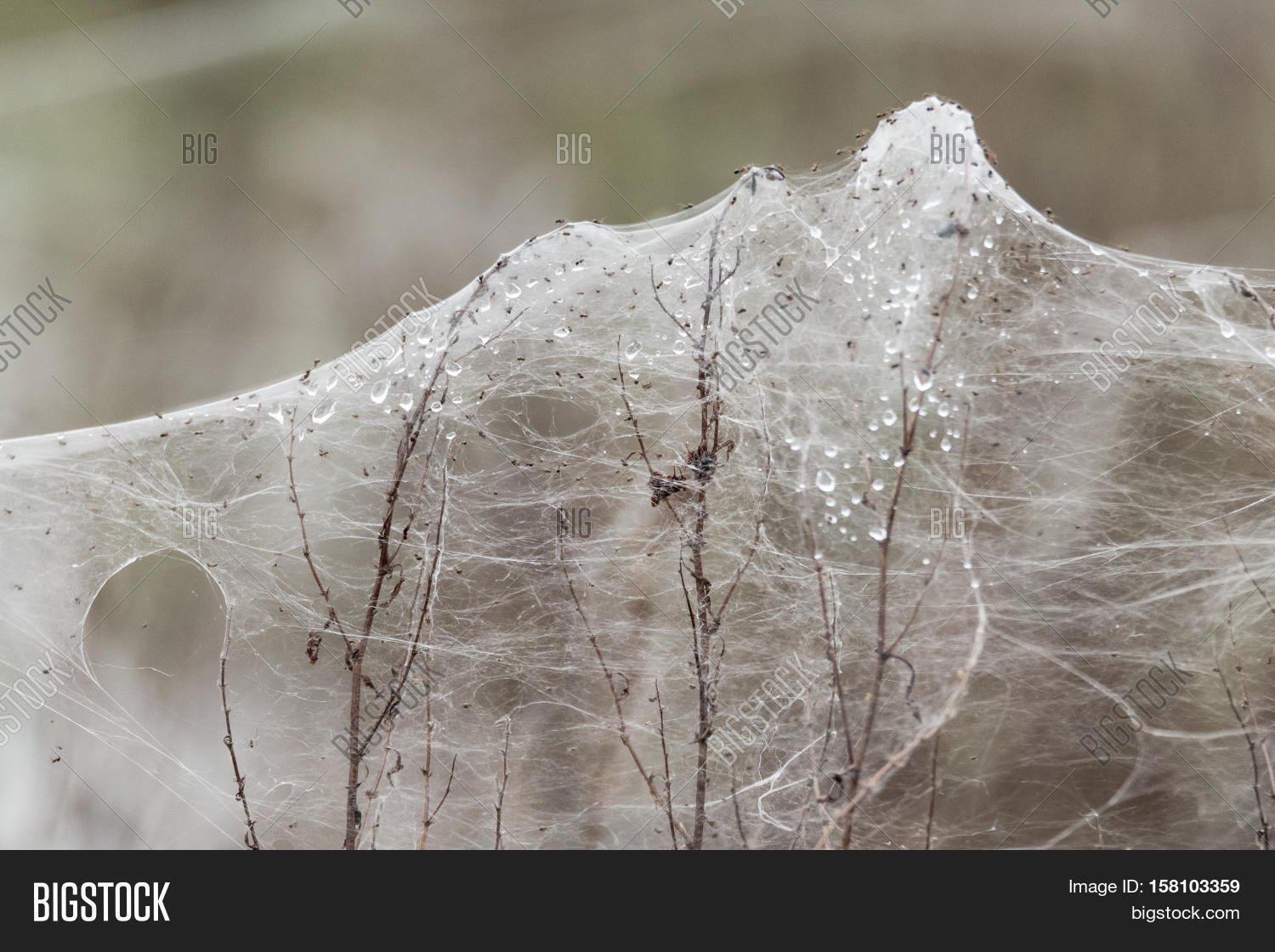 Spiders Sheets Spider Image & Photo (Free Trial) | Bigstock