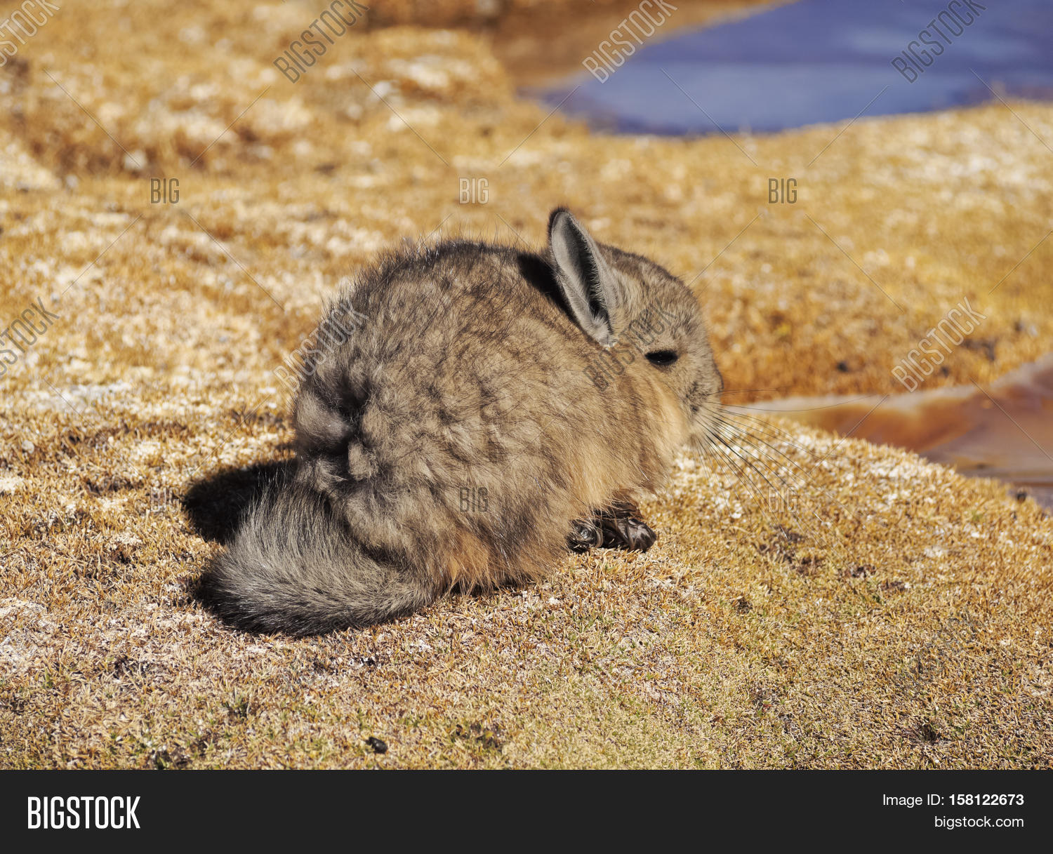 Viscacha Image & Photo (Free Trial) | Bigstock