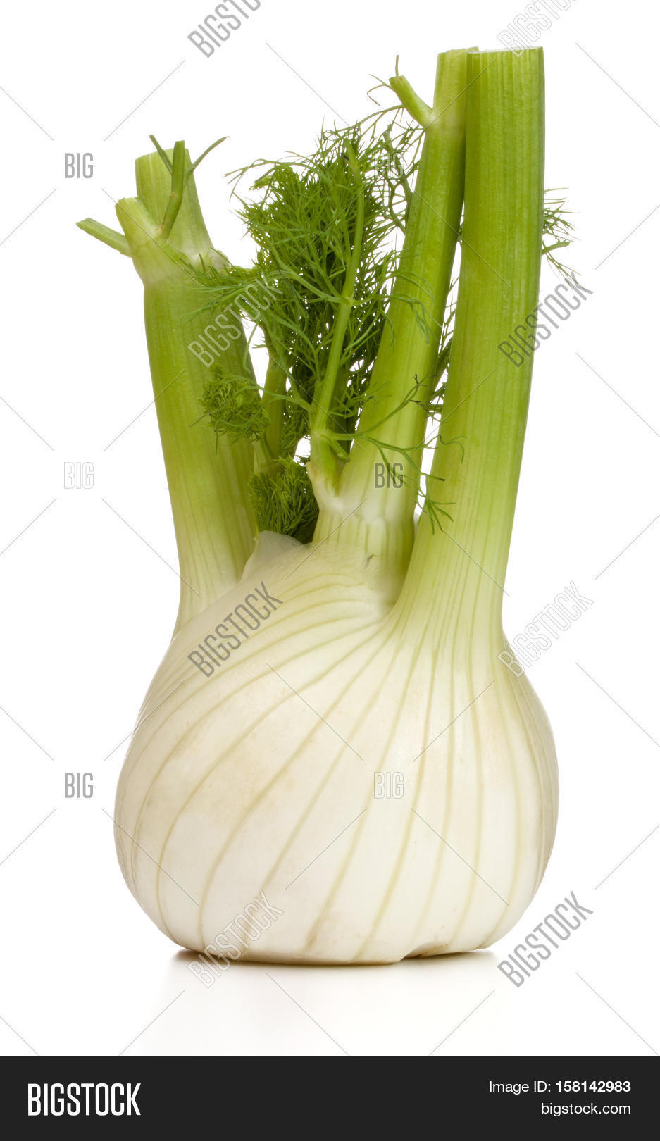Fresh Fennel Bulb Image & Photo (Free Trial) | Bigstock