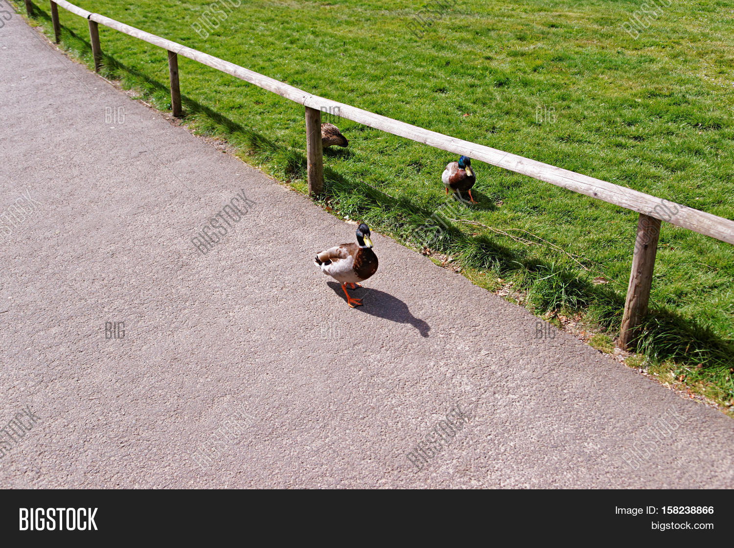 Ducks Park Leeds Image & Photo (Free Trial) | Bigstock