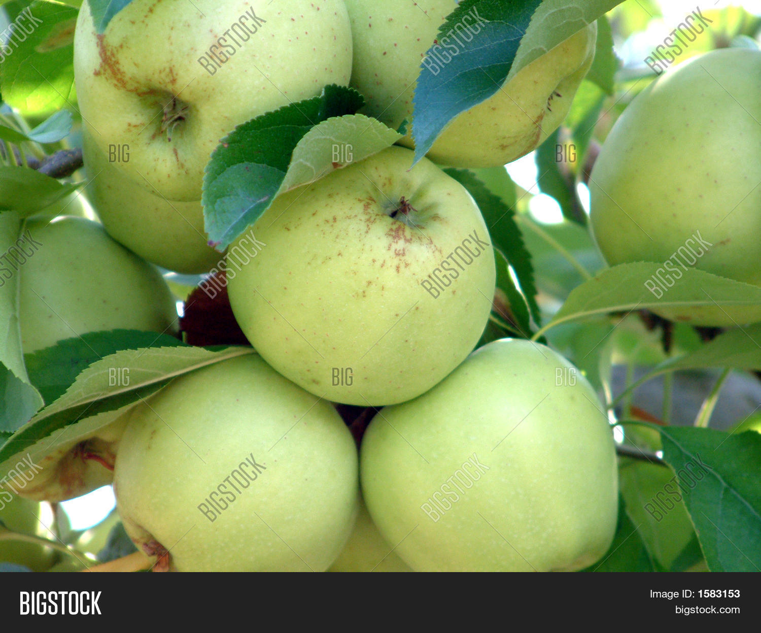 Apples,Golden Image & Photo (Free Trial) | Bigstock