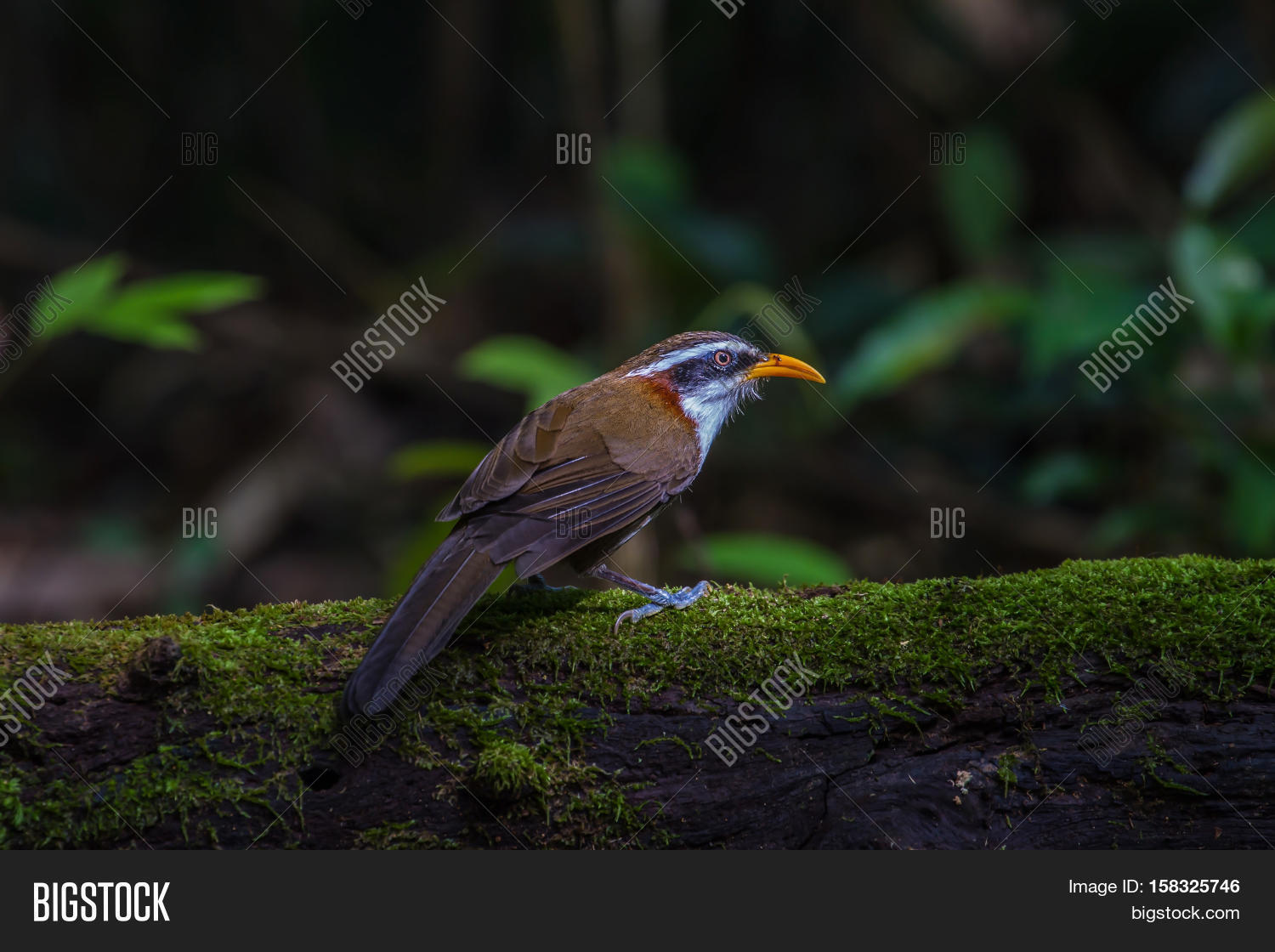 White-browed Scimitar- Image & Photo (Free Trial) | Bigstock