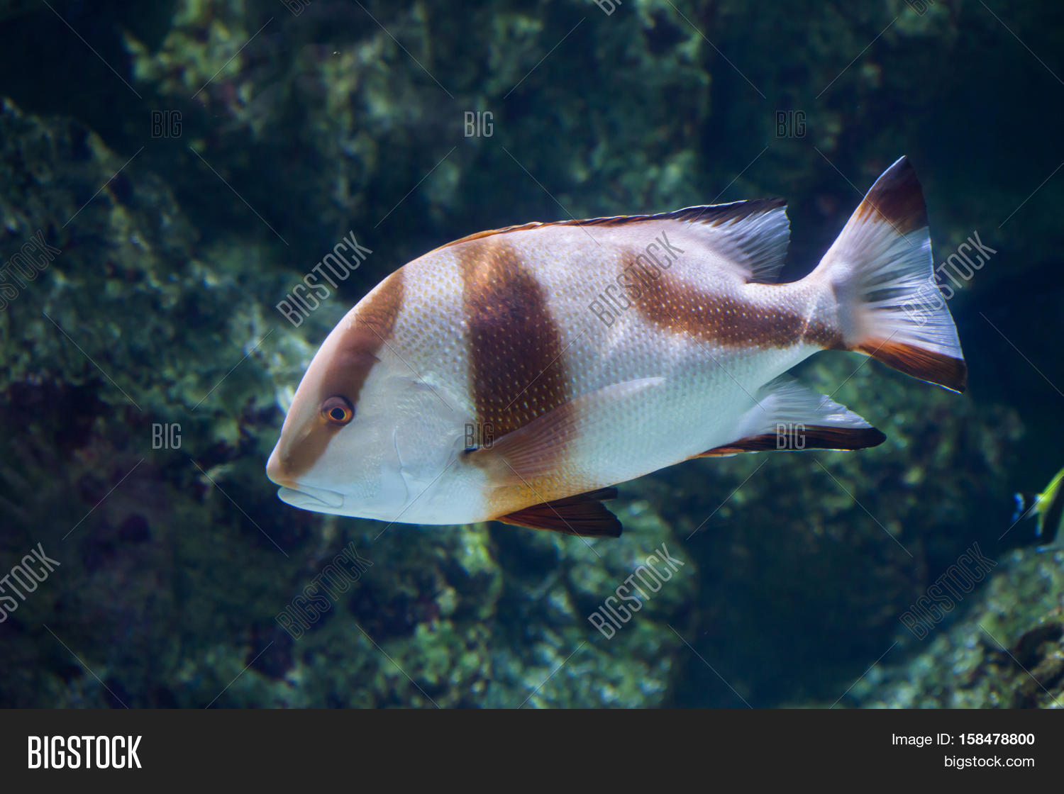 Emperor Red Snapper ( Image & Photo (Free Trial) | Bigstock