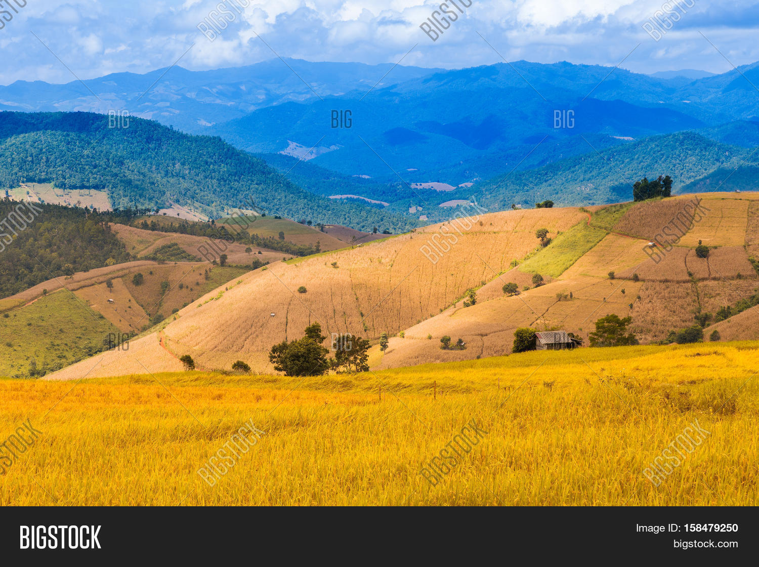 Golden Color Stepped Image & Photo (Free Trial) | Bigstock