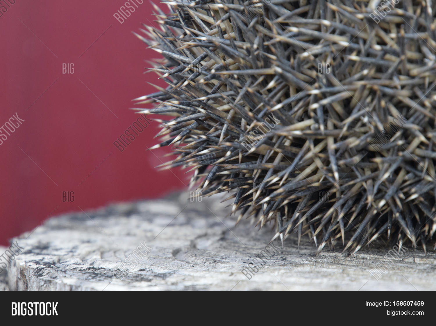 Hedgehog On Tree Stump Image & Photo (Free Trial) | Bigstock