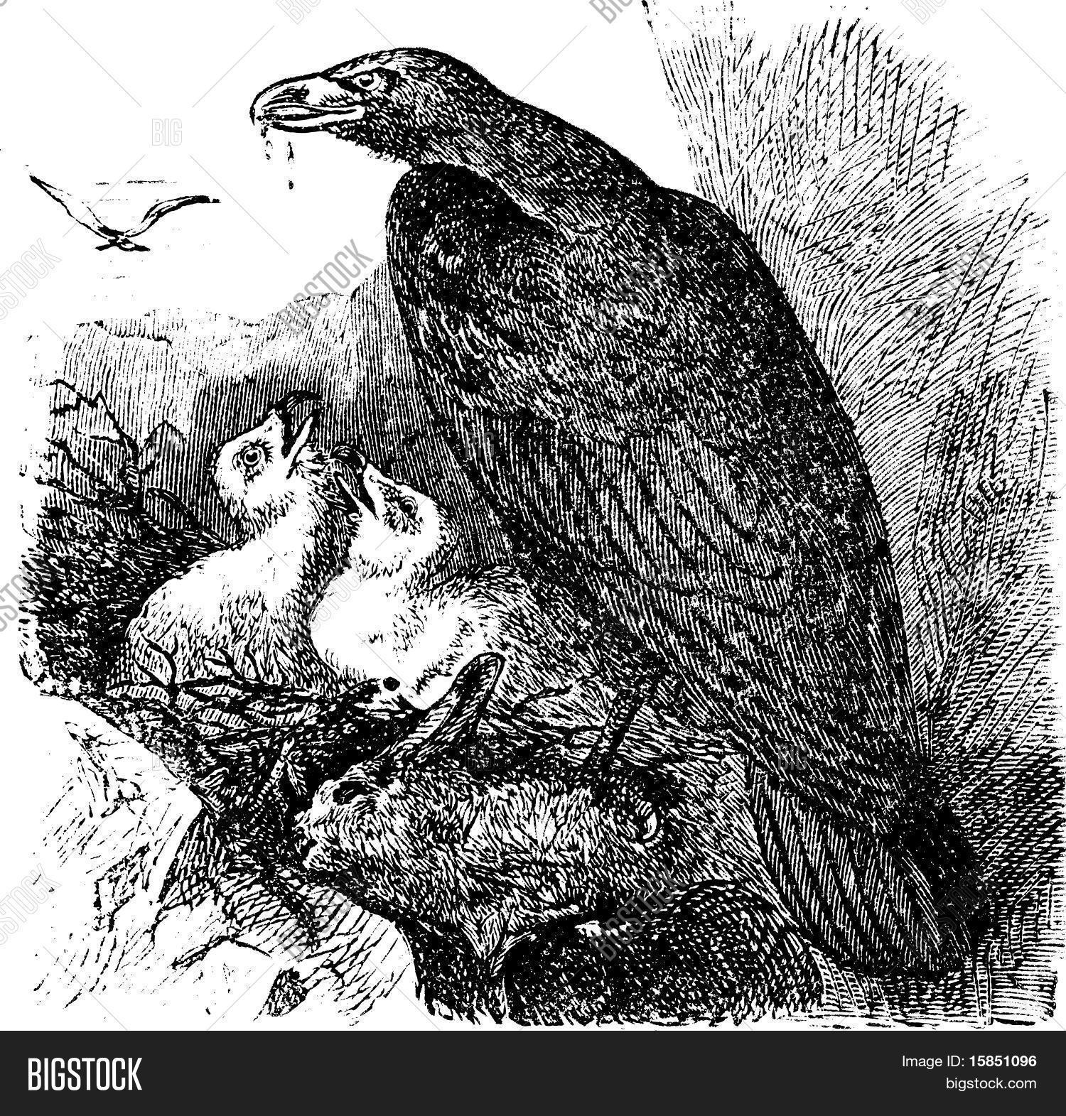 Golden Eagle Aquila Vector & Photo (Free Trial) | Bigstock