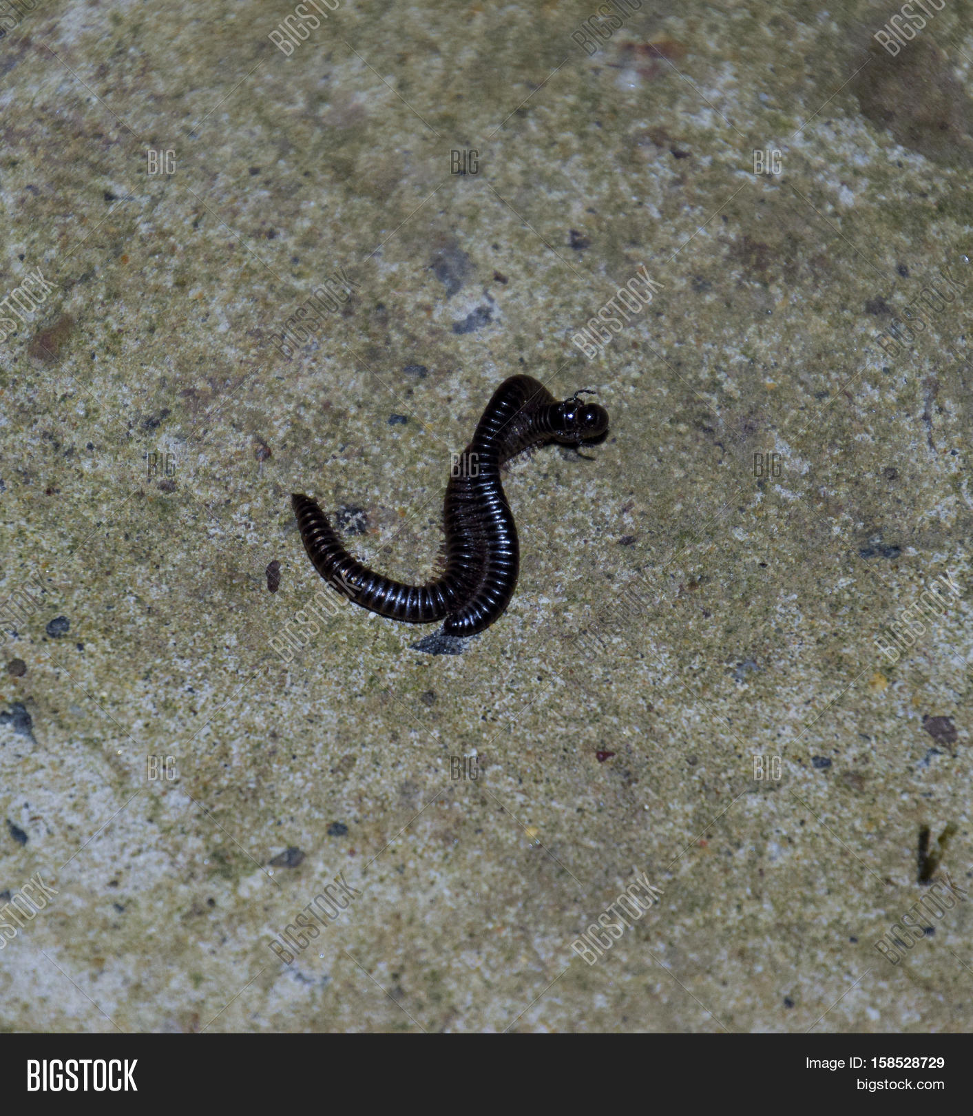 Mating Millipede. Image & Photo (Free Trial) | Bigstock