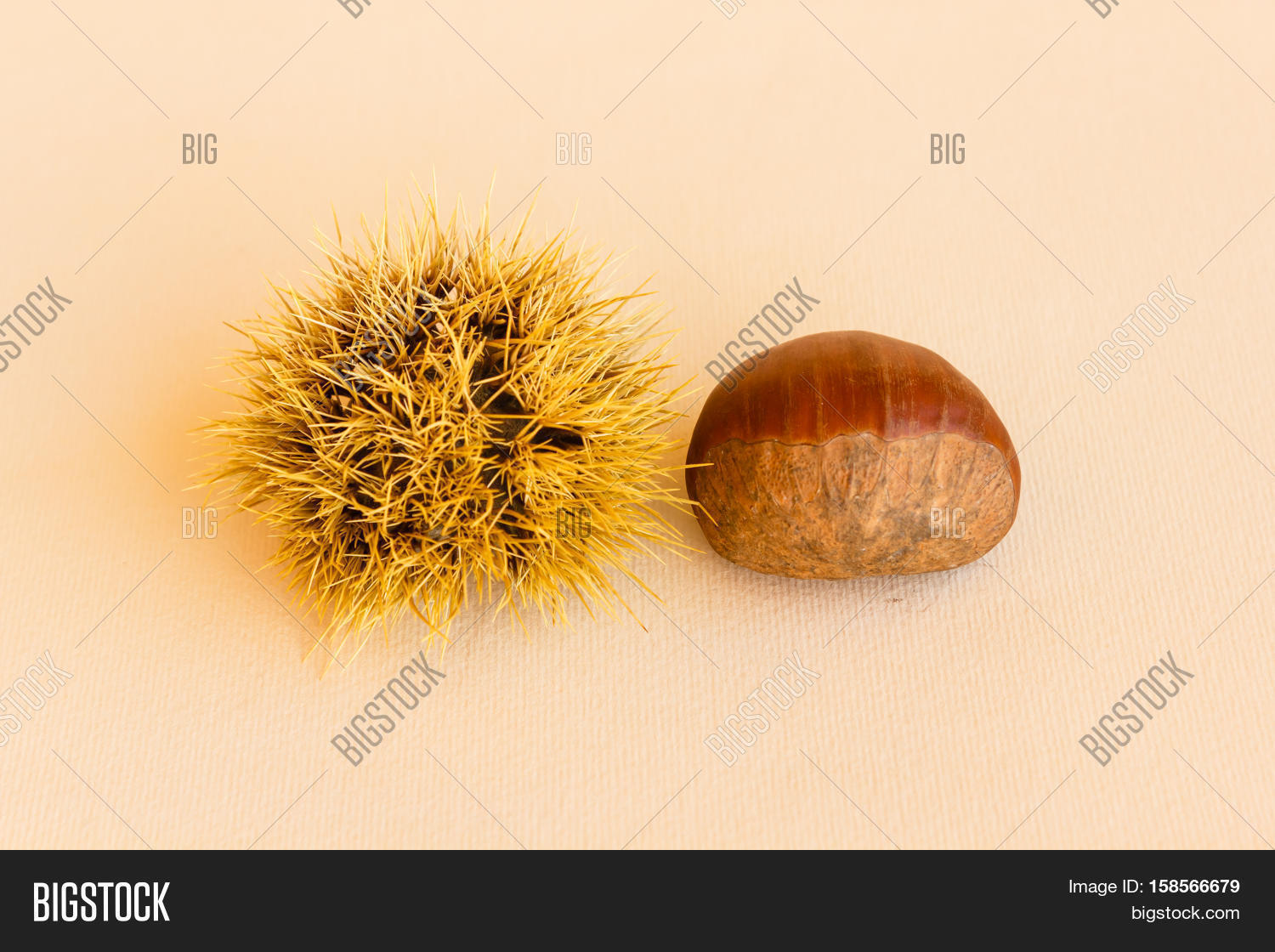 Chestnut Husk Becomes Image & Photo (Free Trial) | Bigstock