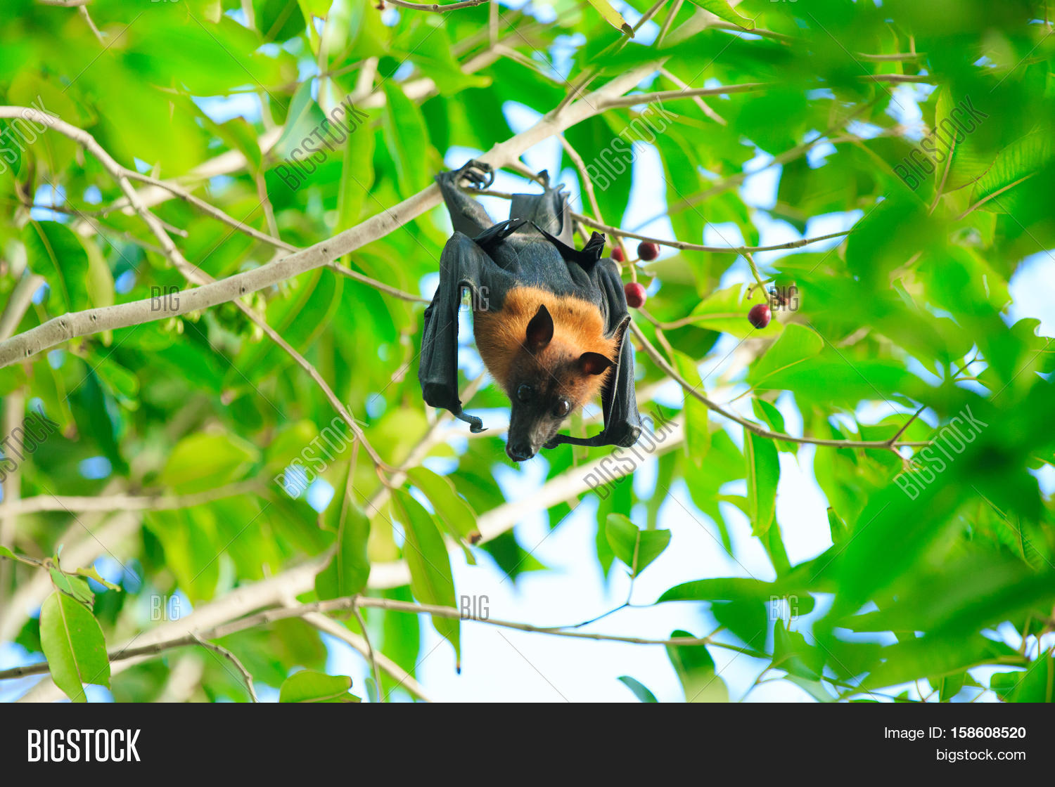 Bat Hanging On Tree Image & Photo (Free Trial) | Bigstock