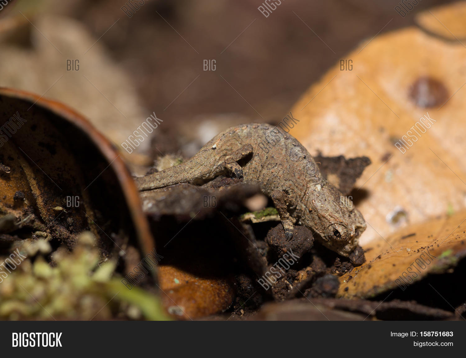 Tiny Chameleon Image & Photo (Free Trial) | Bigstock