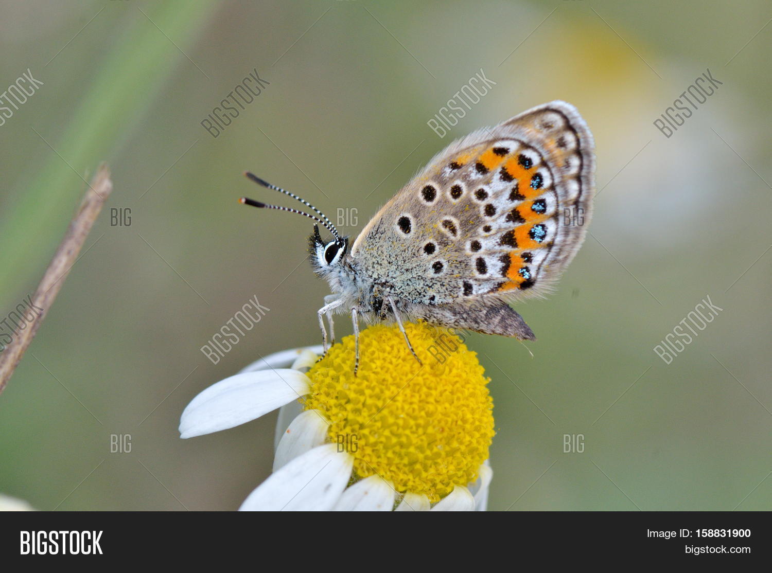 Butterfly Natural Image & Photo (Free Trial) | Bigstock