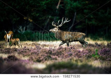 Red Deer Stag Walking Image & Photo (Free Trial) | Bigstock
