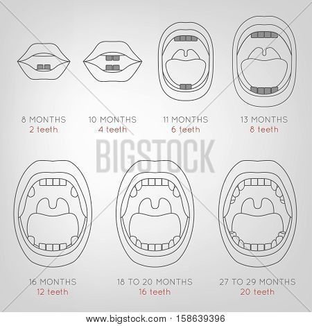 Baby First Teeth Vector & Photo (Free Trial) | Bigstock