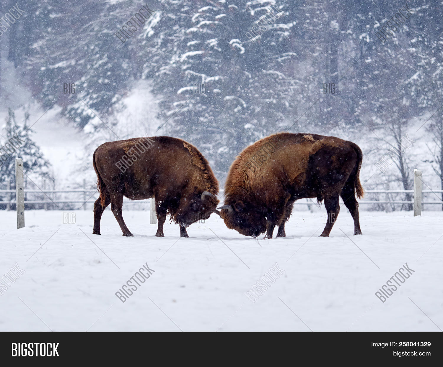 European Bison (Bison Image & Photo (Free Trial) | Bigstock