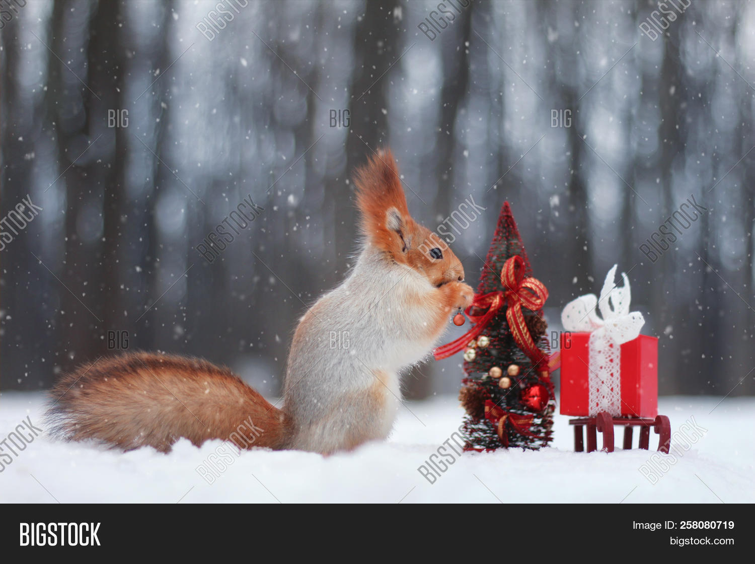 Red Squirrel Decorates Image & Photo (Free Trial) | Bigstock