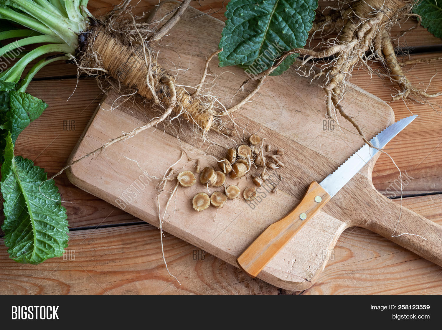 Cut- Wild Teasel Root Image & Photo (Free Trial) | Bigstock