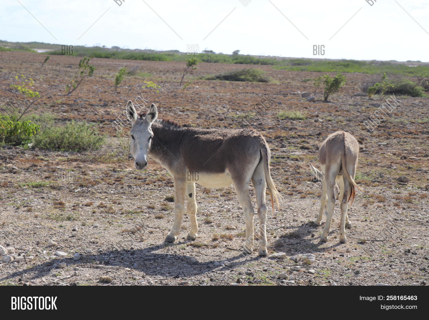 Donkey Grazing On Side Image & Photo (Free Trial) | Bigstock
