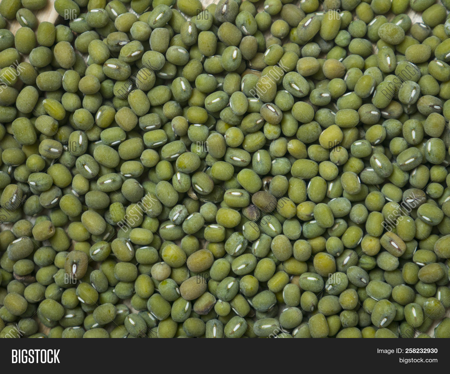 Mung Beans Known Green Image & Photo (Free Trial) | Bigstock