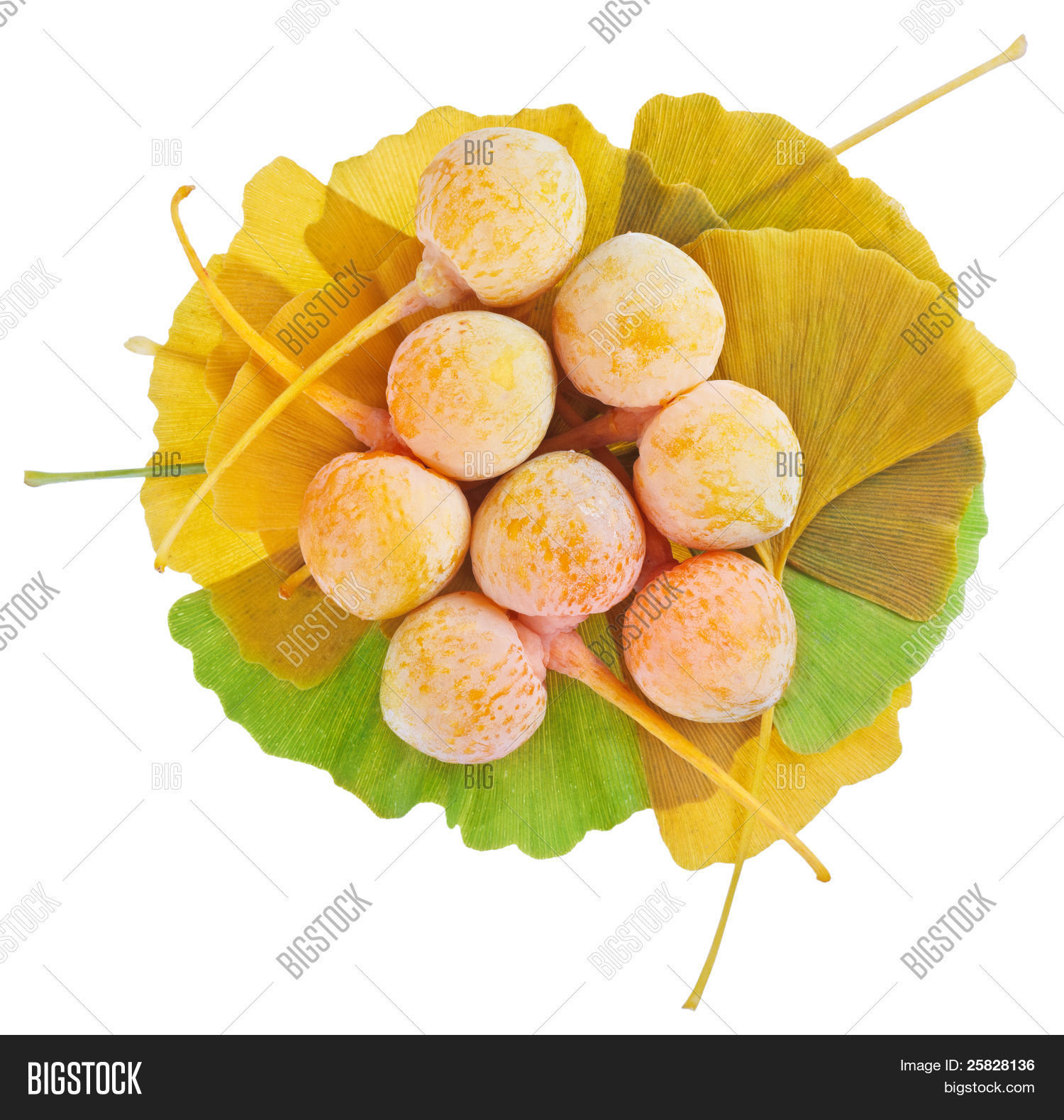 Ginkgo Biloba Fruits Image & Photo (Free Trial) | Bigstock
