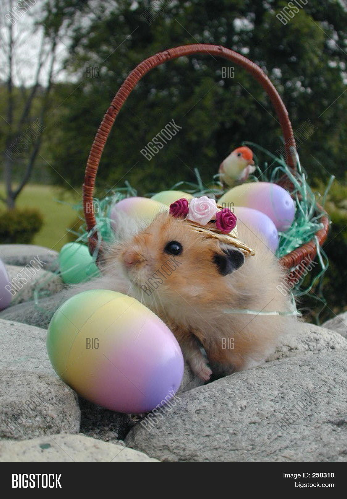 Easter Hamster Image & Photo (Free Trial) | Bigstock