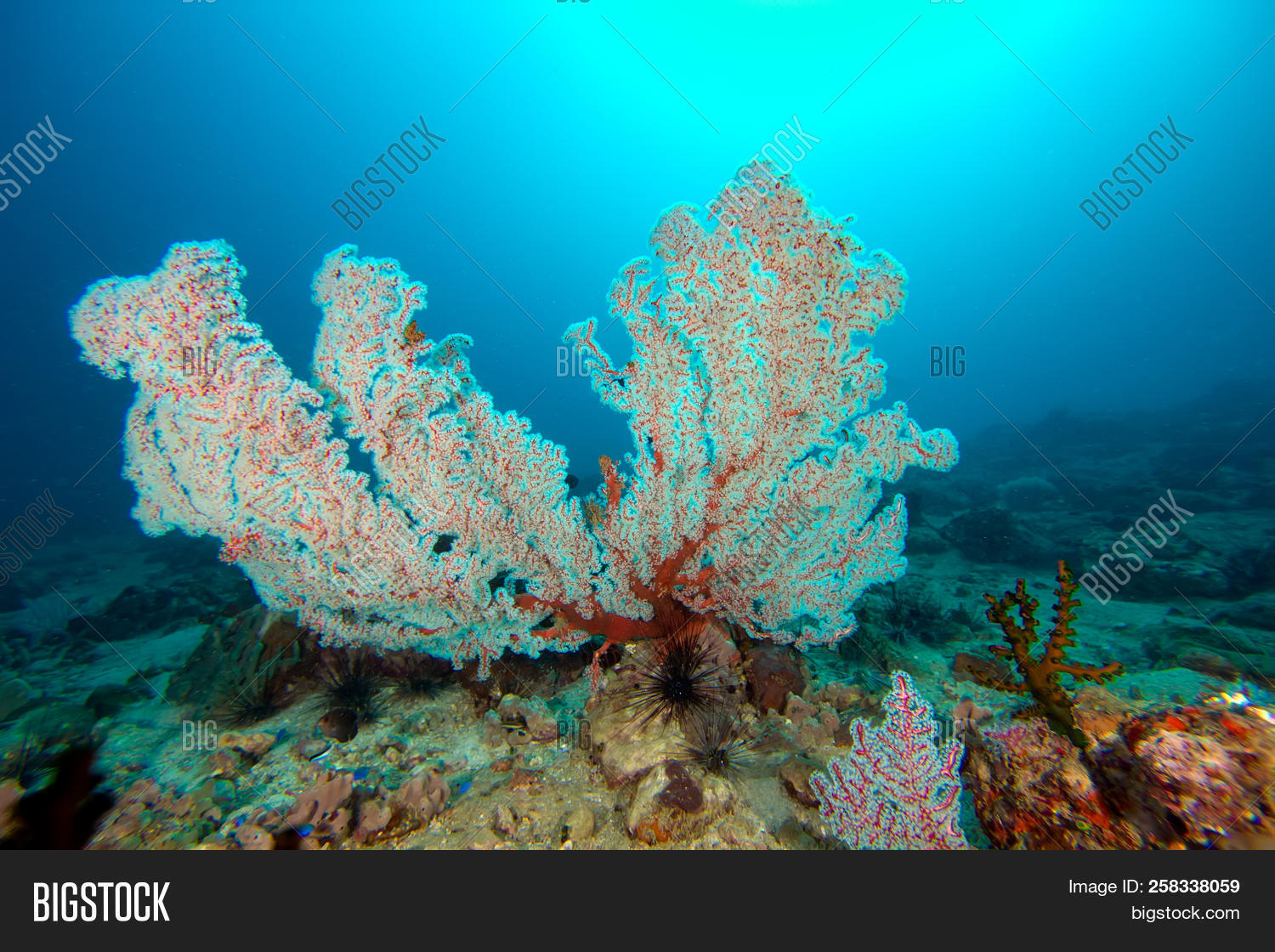 Colorful Coral Coral Image & Photo (Free Trial) | Bigstock