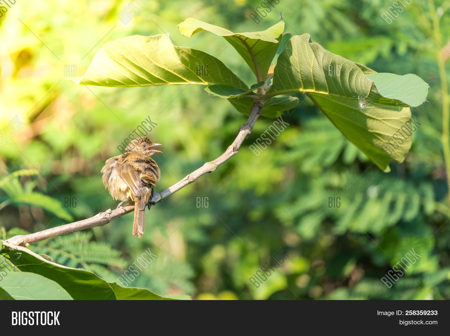 Bird (streak-eared Image & Photo (Free Trial) | Bigstock