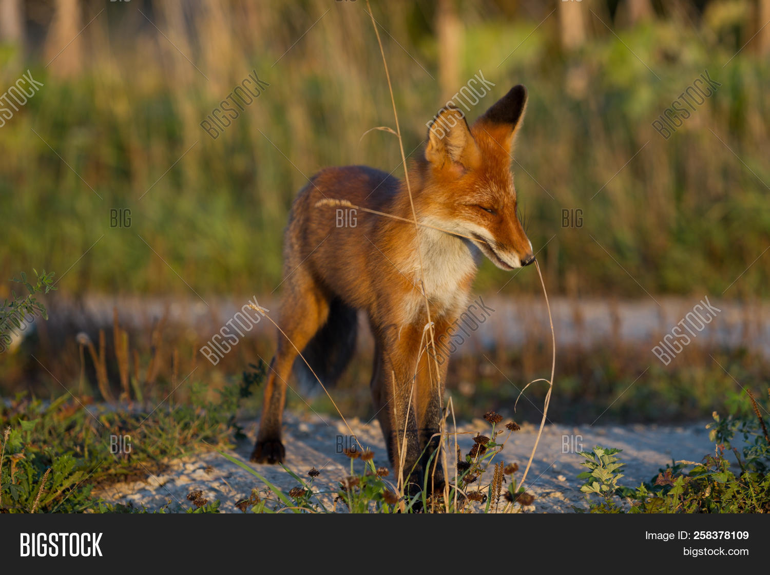Cute, Young, Fiery, Image & Photo (Free Trial) | Bigstock