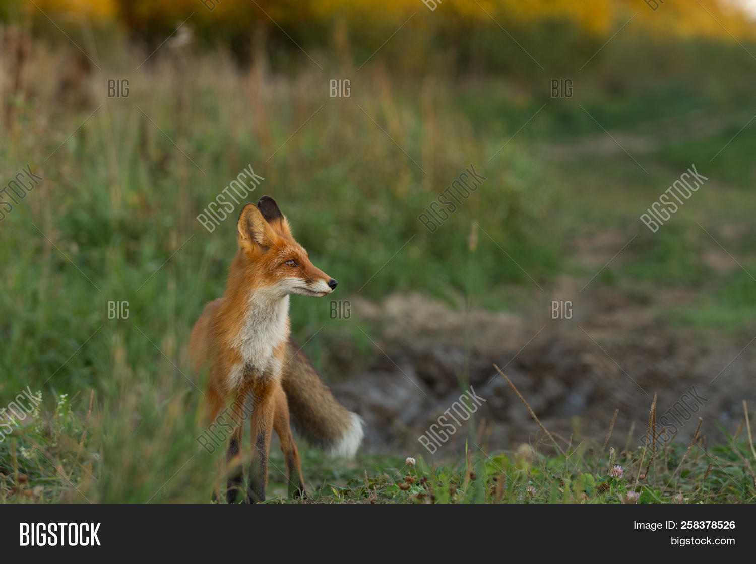 Cute, Young, Fiery, Image & Photo (Free Trial) | Bigstock