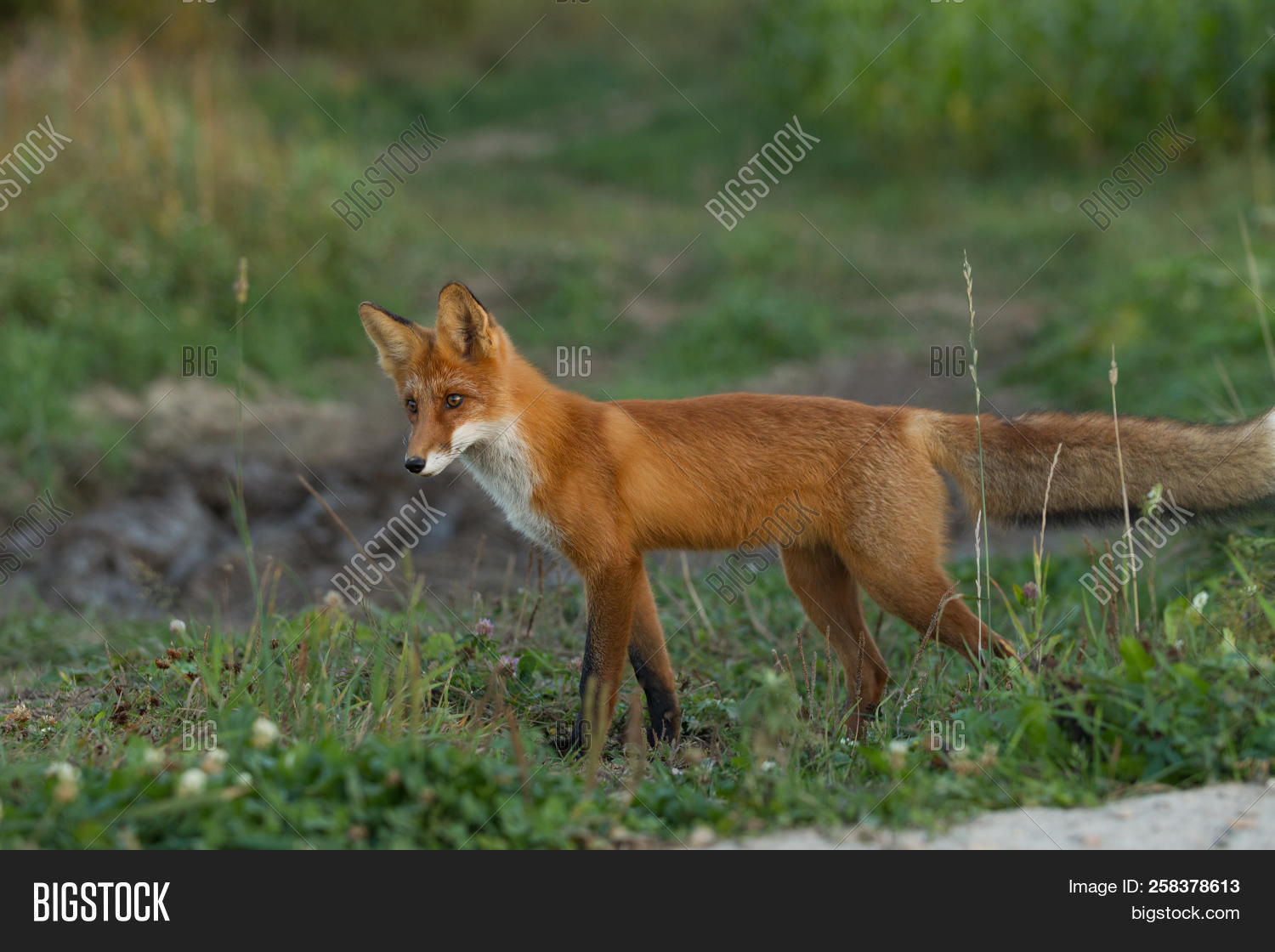 Cute, Young, Fiery, Image & Photo (Free Trial) | Bigstock